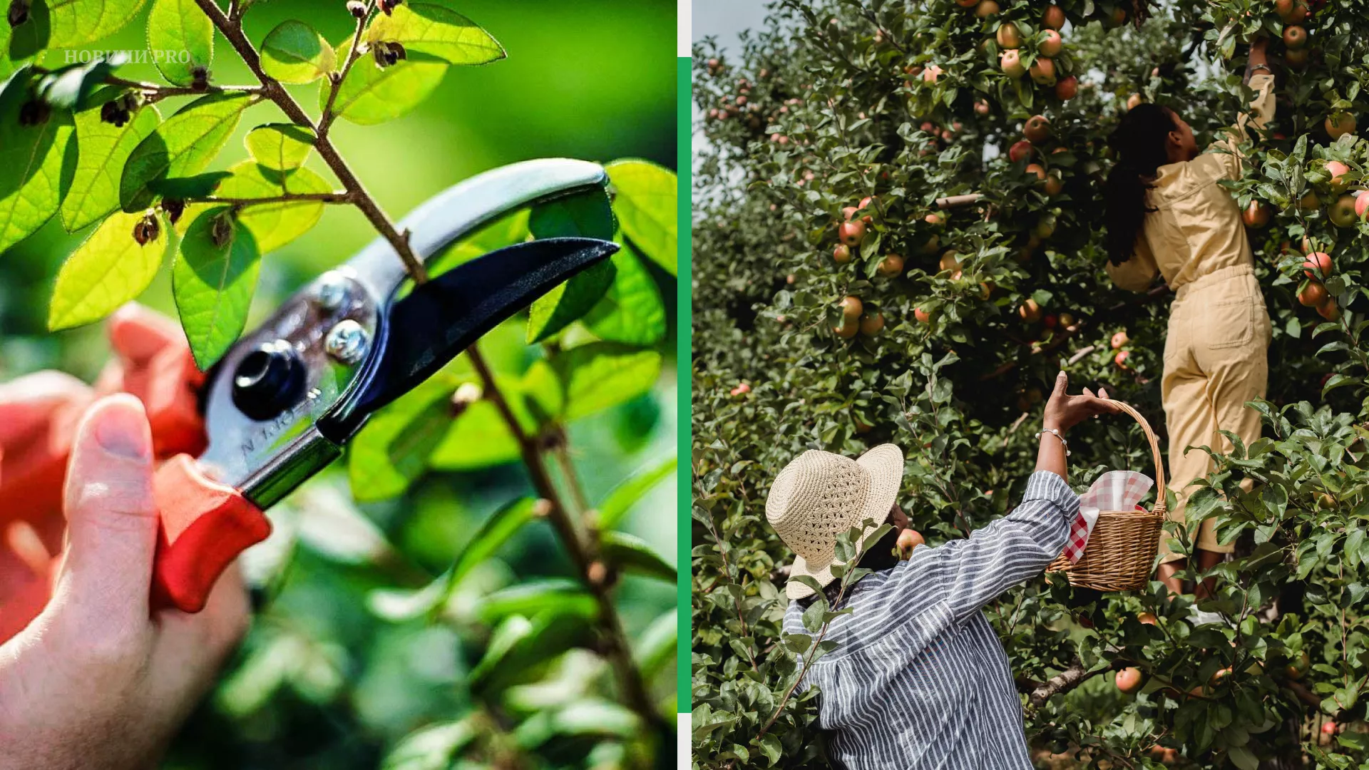 Для максимального врожаю як правильно обрізати плодові дерева навесні Читайте на Ukr Net